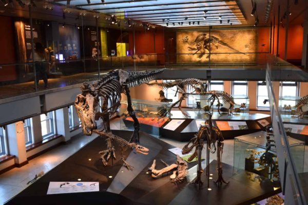 LA's Natural History Museum: Visiting this kids paradise in California
