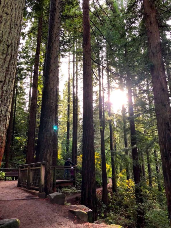 Hoyt Arboretum with kids: Family hikes in Portland - To & Fro Fam