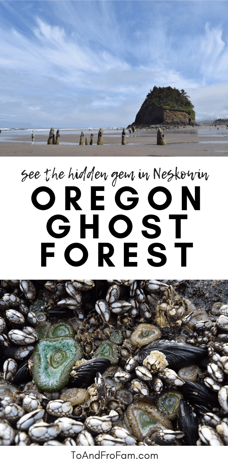 Neskowin Ghost Forest: Oregon Coast's Disappearing Trees (w/ pictures!)