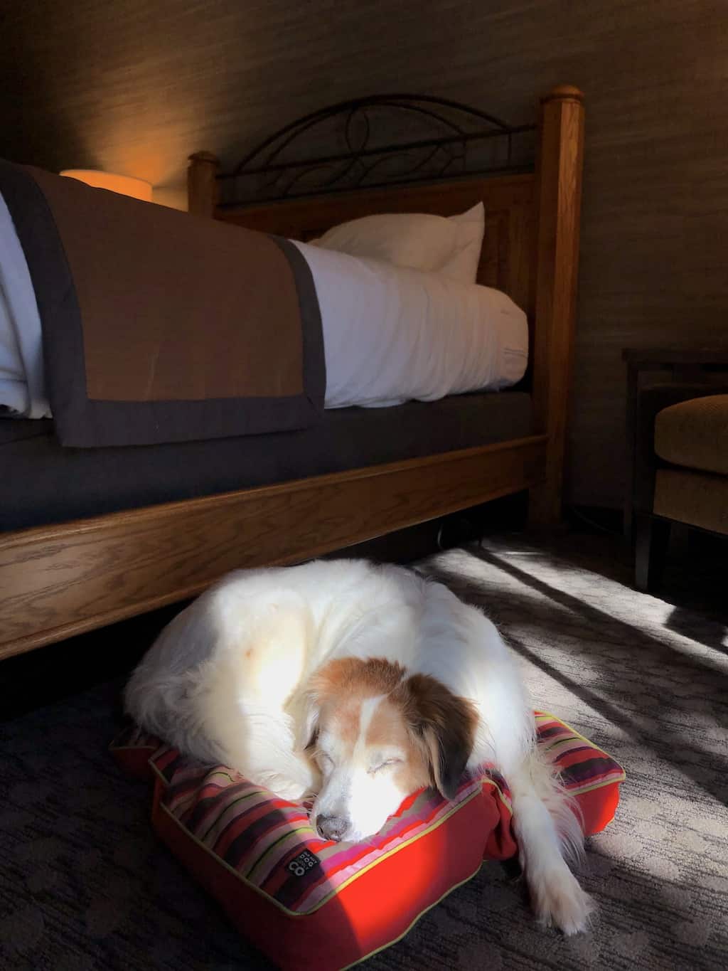 Traveling with dogs: 17 tips for dog car travel, pet-friendly lodging ...