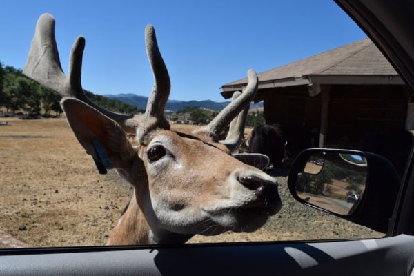 Review of Wildlife Safari in Winston, Oregon near Eugene—with pictures