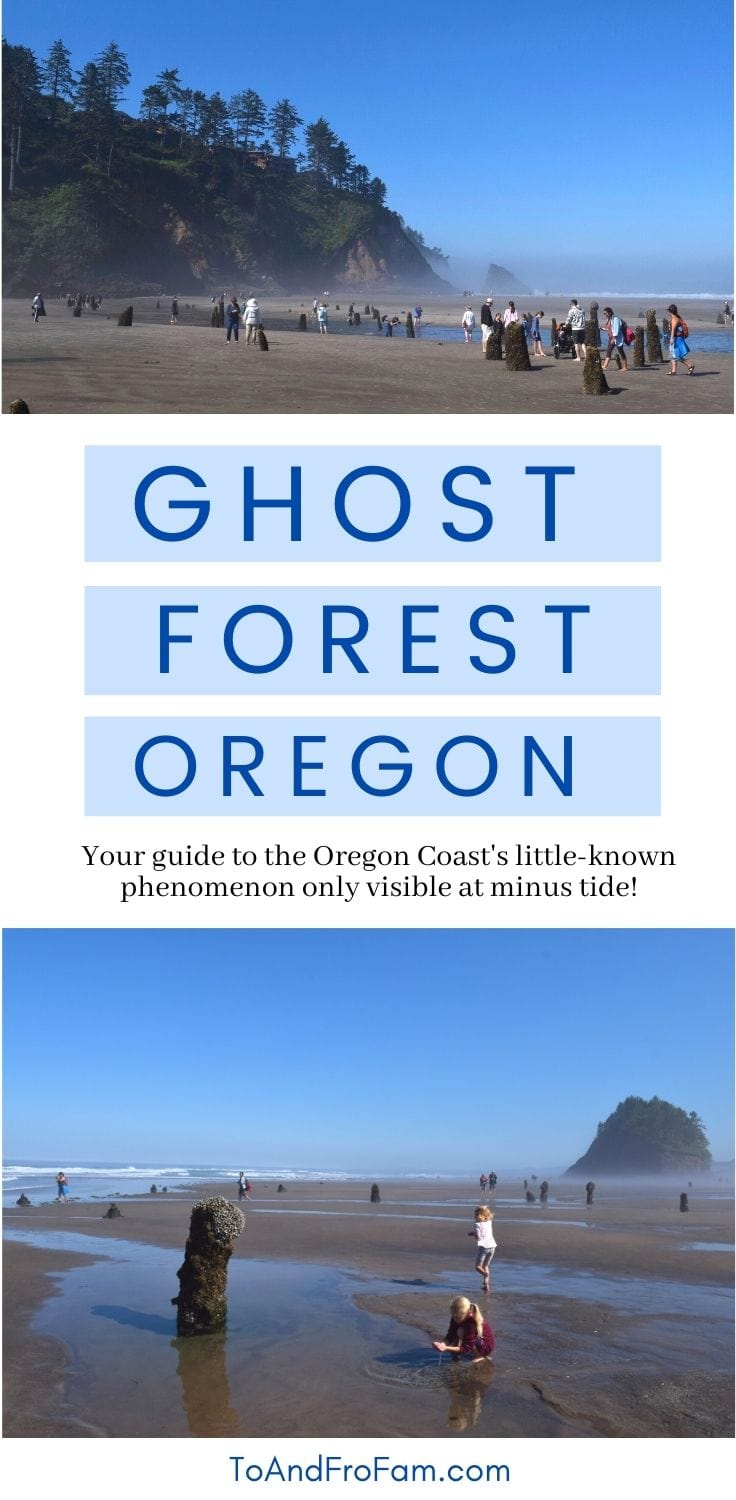 Neskowin Ghost Forest: Oregon Coast's Disappearing Trees (w/ pictures!)