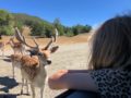 Review of Wildlife Safari in Winston, Oregon near Eugene—with pictures